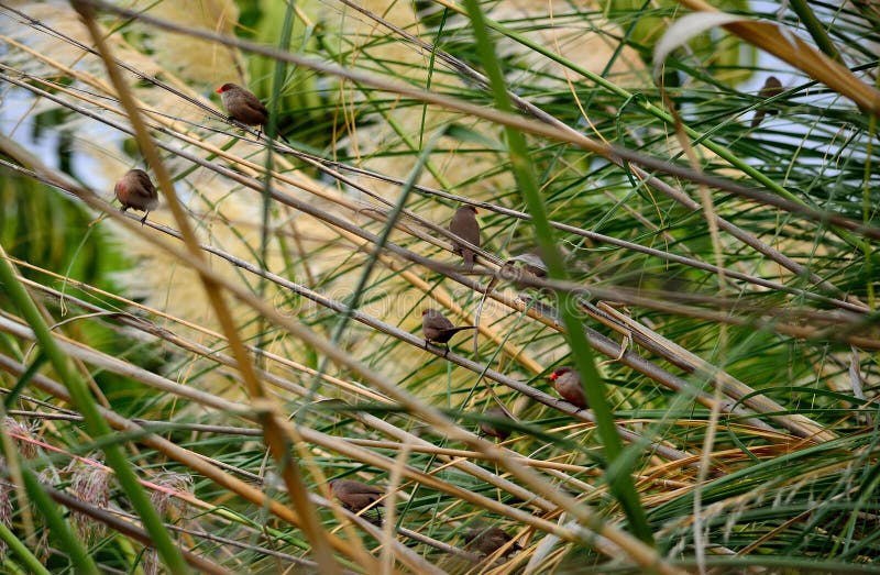 Group of small birds stock photo. Image of nature, estrilda - 130539760