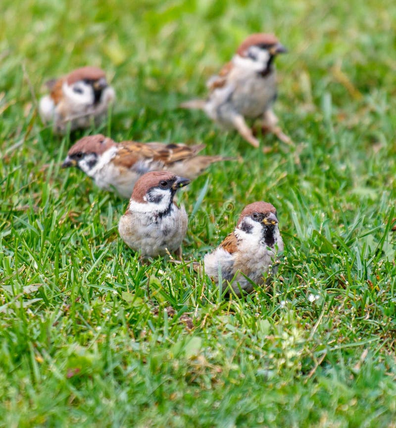 A Group of Small Birds are Standing in a Grassy Field Stock Image ...