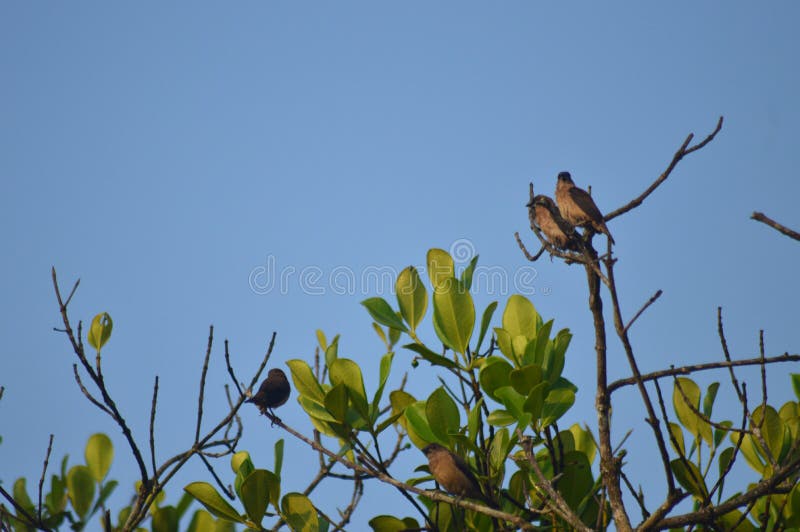 Group of Small Birds on Tree Stock Photo - Image of sunlight, beak ...
