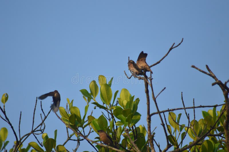 Group of Small Birds on Tree Stock Photo - Image of green, leaf: 214756974