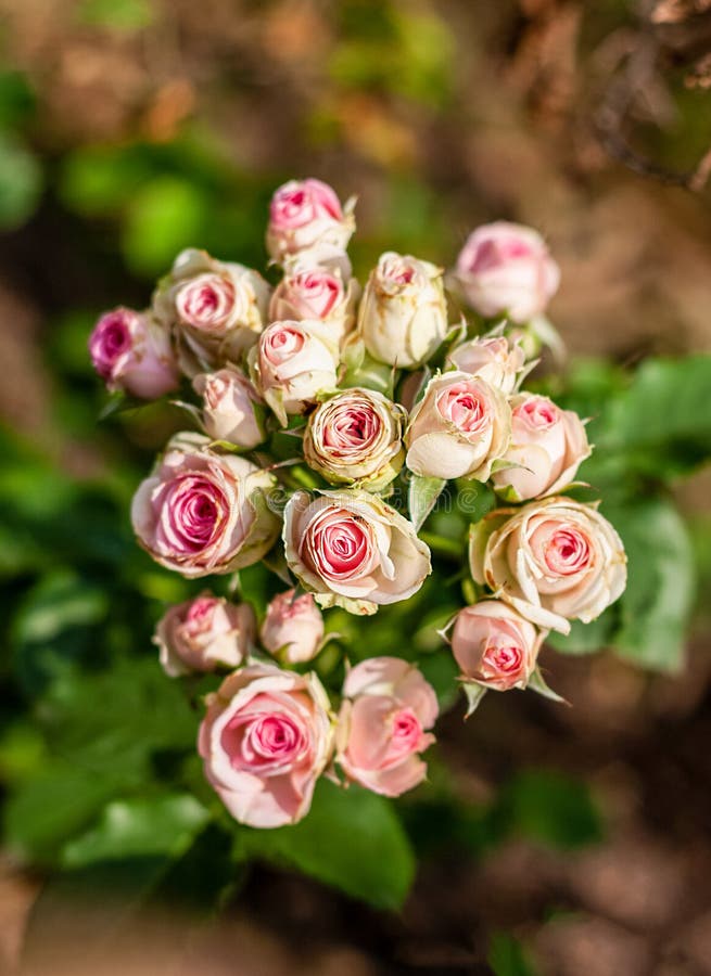 Group of Small Blooming Yellow Roses with Pink Edges Stock Image ...