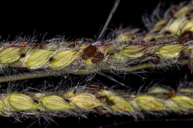 Group of small red aphids stock image. Image of nature - 263481723