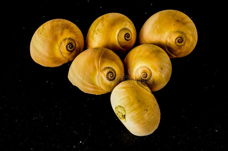 A Group of Small, Brown Shells are Arranged in a Row Stock Photo ...