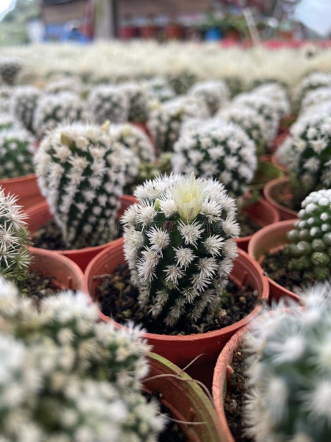 Group of Small Cactus Desert Planter with White Spikes Stock Photo ...