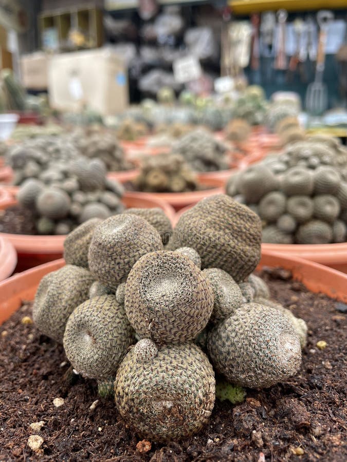 Group of Small Cactus Desert Planter with White Spikes Stock Image ...