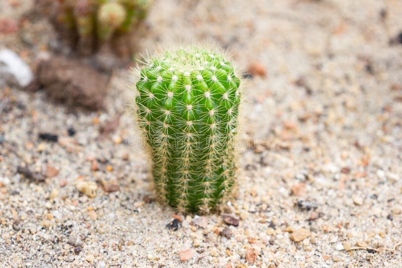 Group of Small Cactus Species Called Echinopsis Calochlora Cactus a ...