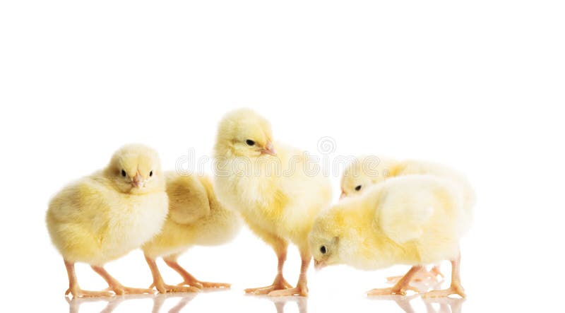 Five Yellow Chicks and One Chick Black Stock Image - Image of cute ...