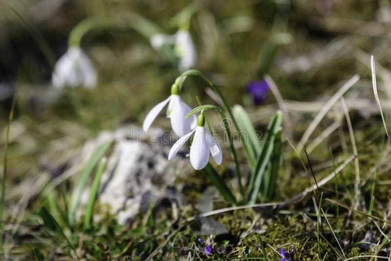 Group of Small and Delicate White Snowdrop Spring Flowers in Full Bloom ...
