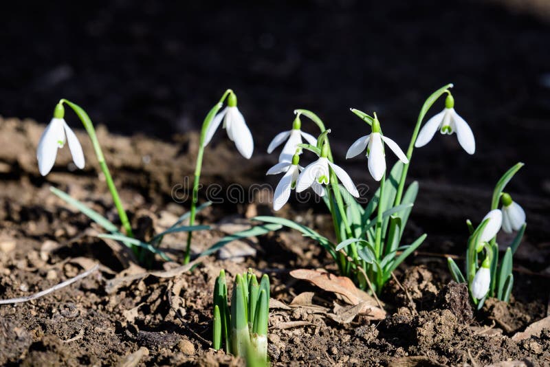 Group of Small and Delicate White Snowdrop Spring Flowers in Full Bloom ...