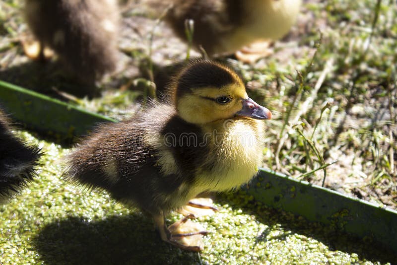Group Small Ducklings Eating on Groun Stock Image - Image of african ...