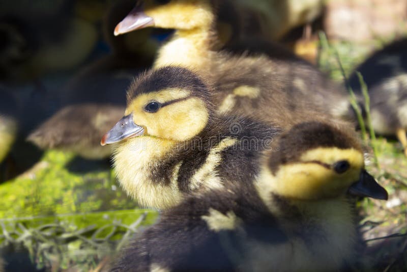 Group Small Ducklings Eating on Groun in the Farm Stock Photo - Image ...