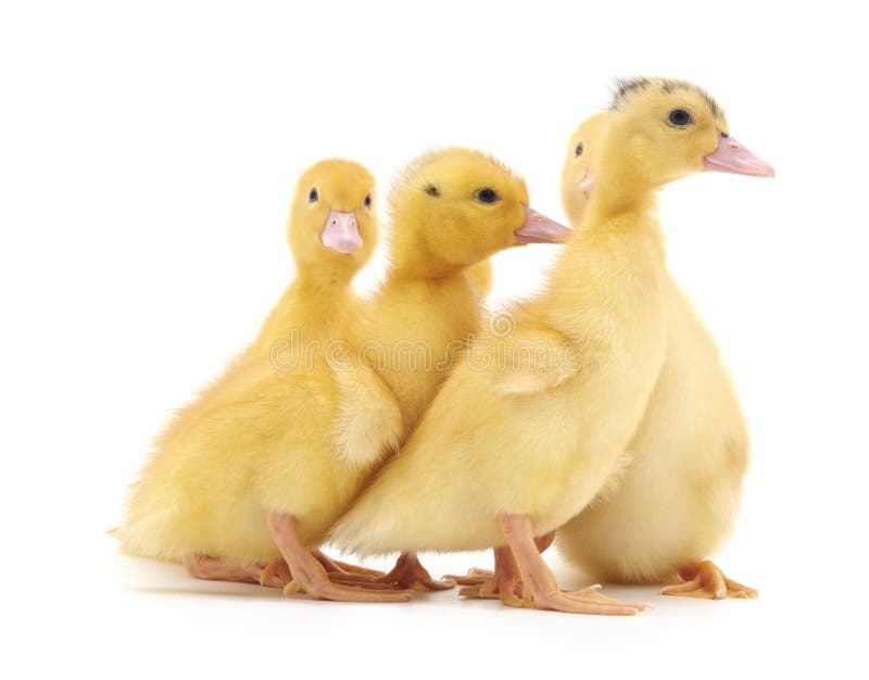 Group ducklings. stock image. Image of fluffy, life, nature - 87805455