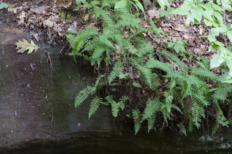 Small ferns in the forest stock photo. Image of side - 273247468