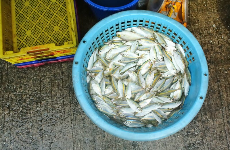 Group of Small Fish in Basket, Thai Market Stock Image - Image of ...