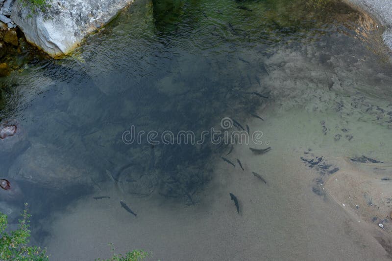 Group of Small Fish in a Dirty River at Daytime Stock Image - Image of ...