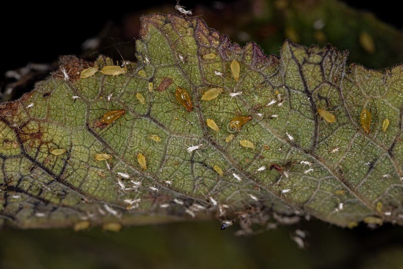 Group of small red aphids stock image. Image of nature - 263481723