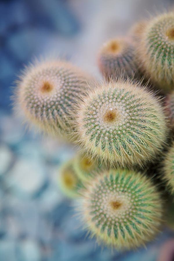 Group of Small Green Cacti,top View and Copy Space Stock Photo - Image ...