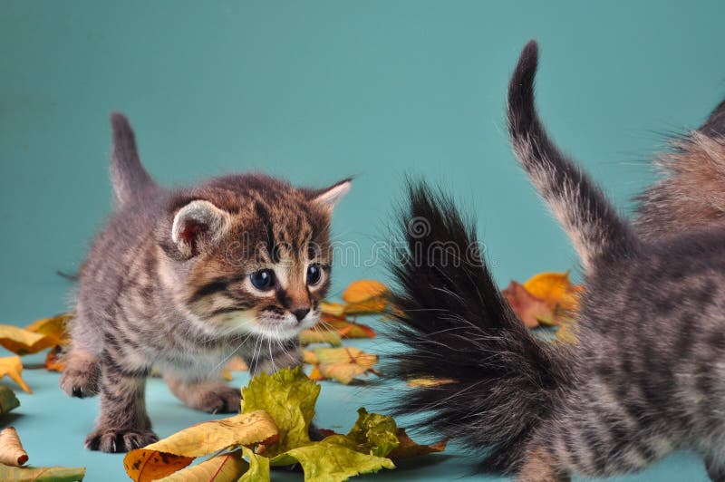 Autumn & kittens stock image. Image of color, love, blue - 6732295