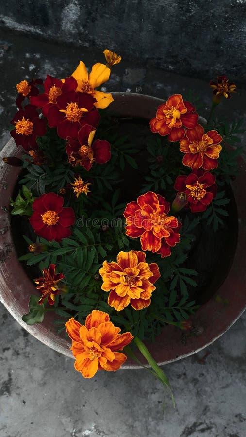 Small Marigold Flower Plant Stock Photo - Image of hope, care: 27709858