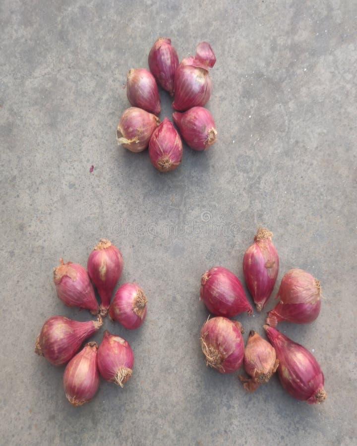 Group of small onions . stock image. Image of abstract - 166439997