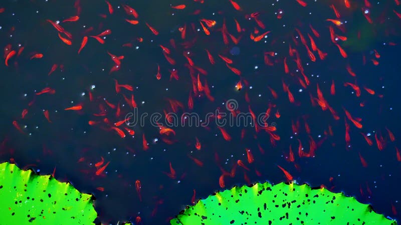 Group of Small Orange Fish Swimming in Water Stock Footage - Video of ...