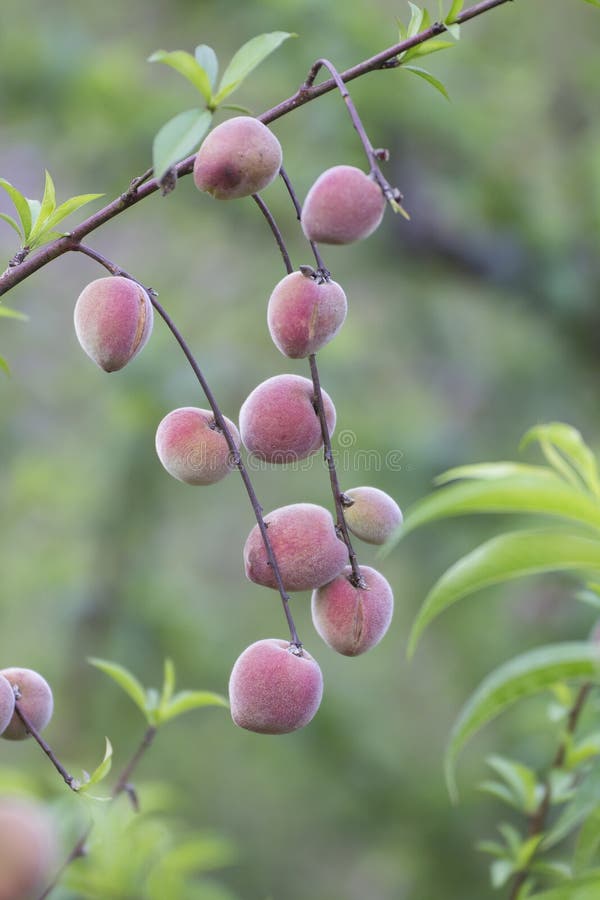Group of small peaches stock image. Image of group, branch - 74173991