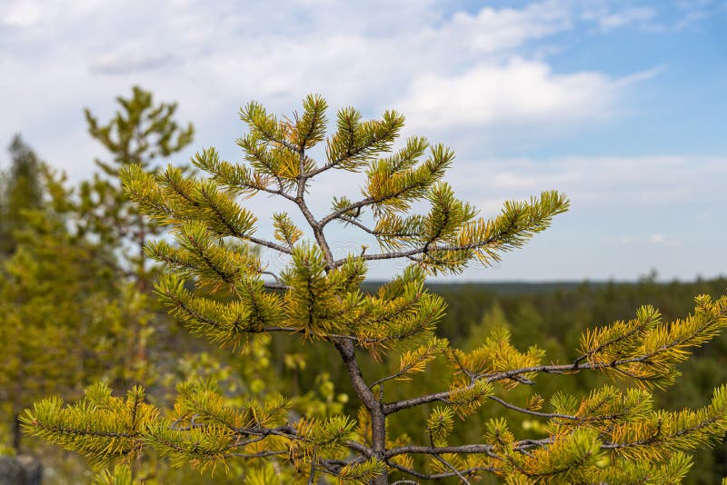 Group of Small Trees Birch Aspen with Green and Red Leaves are by a ...