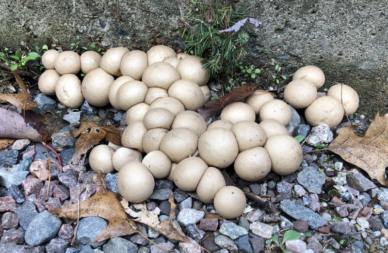 Group of Small Puffball Mushrooms Stock Image - Image of plants ...