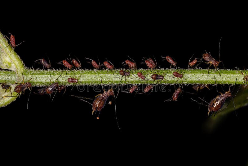 Group of small red aphids stock image. Image of nature - 263481723