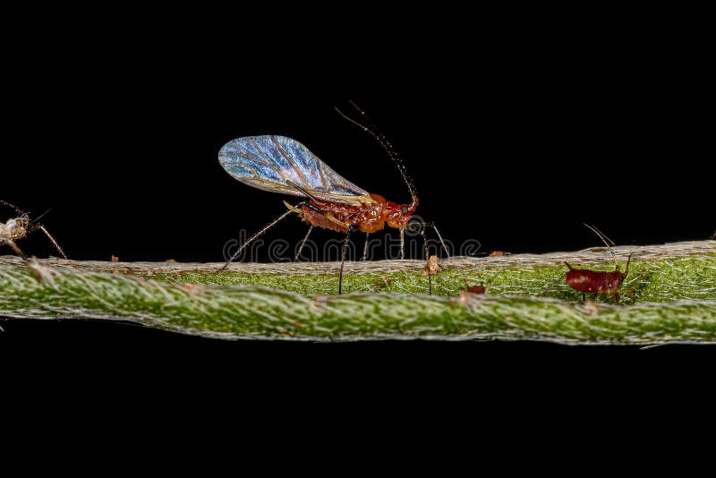 Group of small red aphids stock image. Image of nature - 263481723