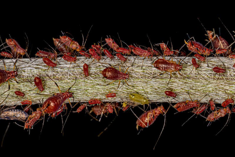Group of small red aphids stock image. Image of nature - 263481723
