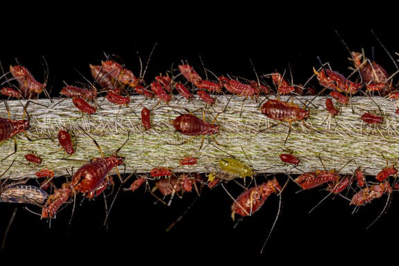Group of small red aphids stock image. Image of animal - 263481719