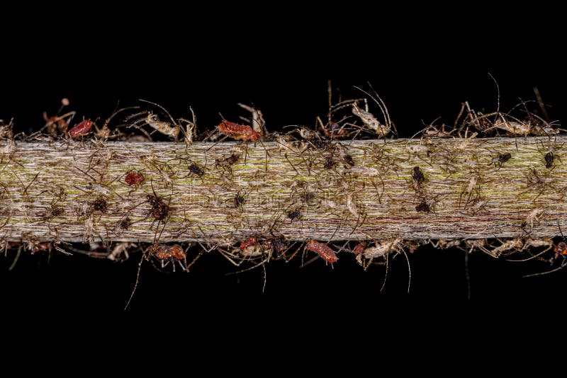 Group of small red aphids stock image. Image of nature - 263481723