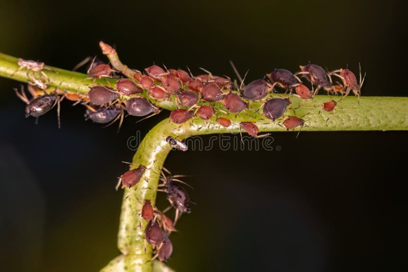 Group of small red aphids stock image. Image of nature - 263481723