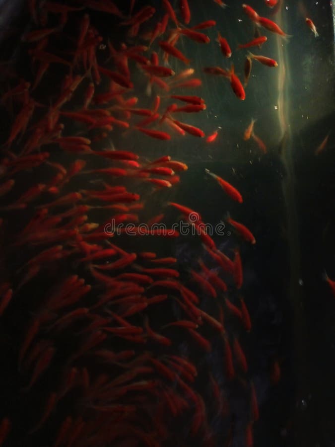 Group of small red fish stock photo. Image of darkness - 220473308