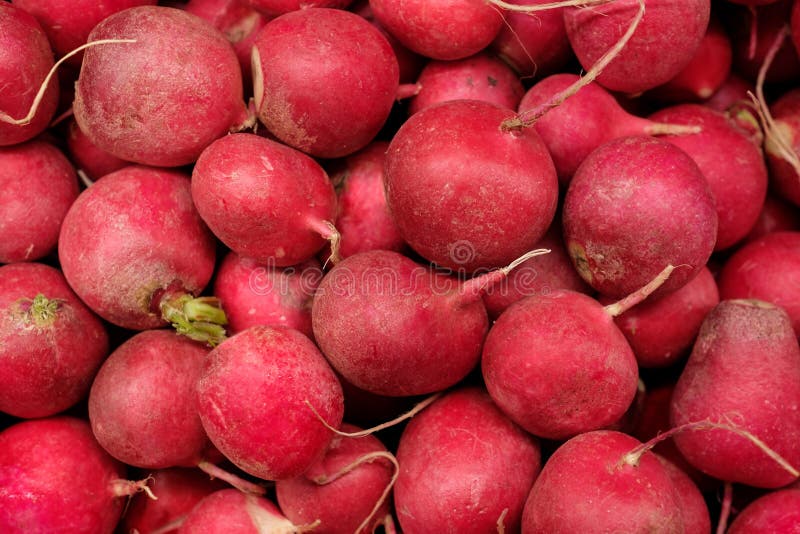 Group of small red radish stock photo. Image of organic - 157986440