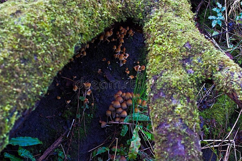 Group of Small Round Head Brown Mushrooms Under a Tree Stock Image ...