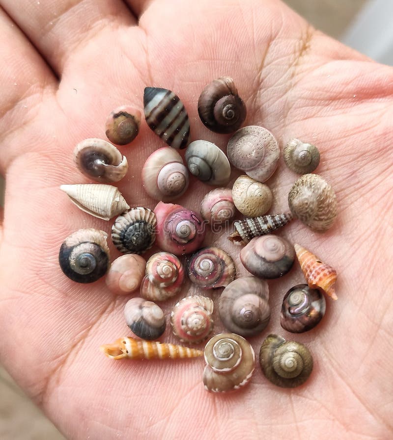 Group of Small Sea Shells in Hand Stock Image - Image of small, shells ...