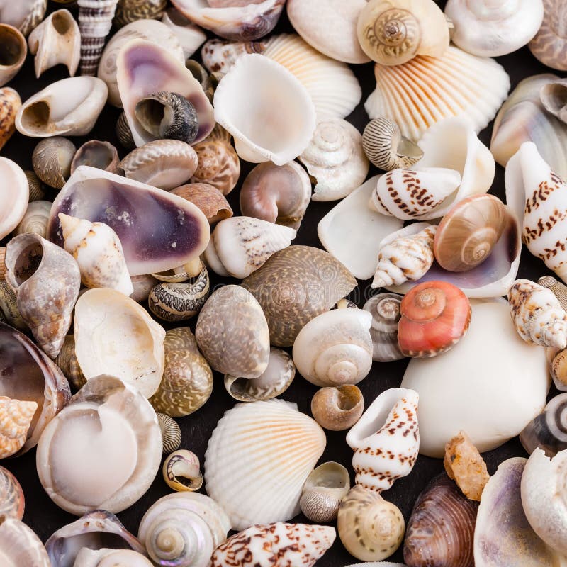 Group of Small Sea Shells from the Sea Shore Stock Photo - Image of ...