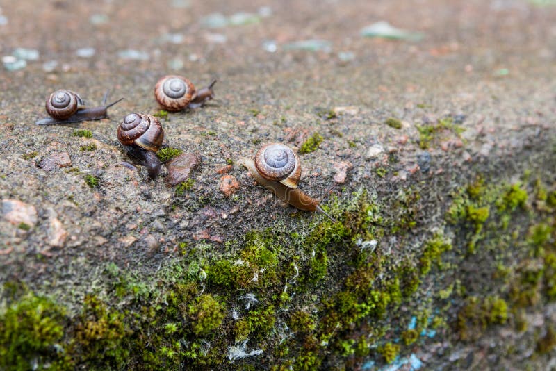 Group of small snails stock photo. Image of shell, nature - 96223060