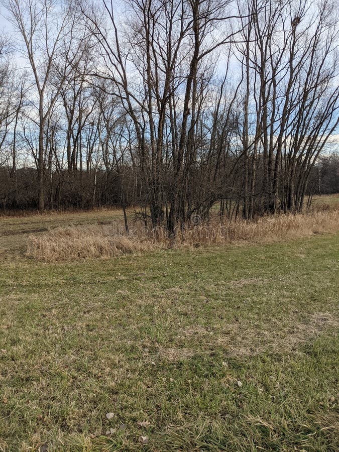 A Group of Small Trees is an Island in a Field of Green Grass with ...