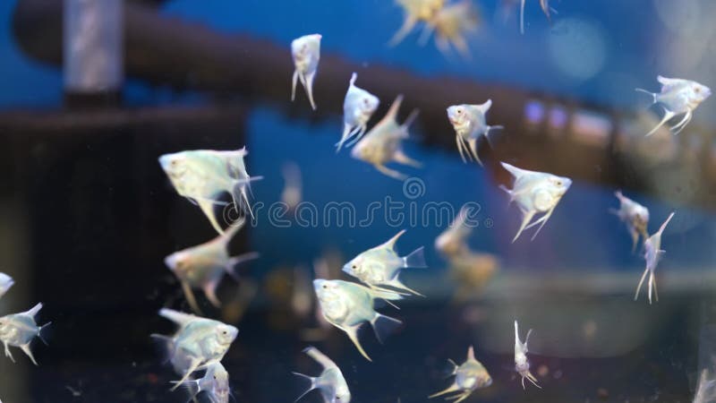 A Group of Small Tropical Fish Kept in a Fish Tank Stock Video - Video ...