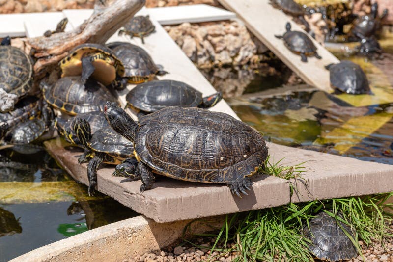 Small Turtles, Sunbathing Lined Up on a Rock, in a Shelter Box Stock ...