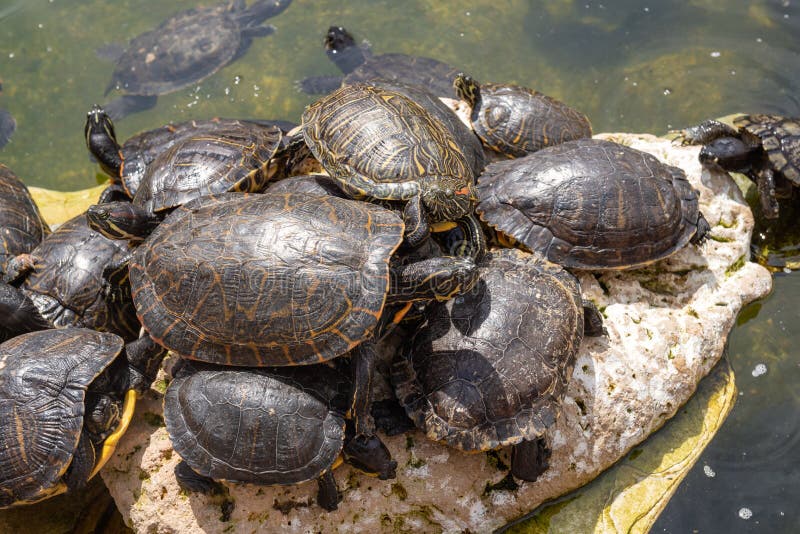 Small Turtles, Sunbathing Lined Up on a Rock, in a Shelter Box Stock ...