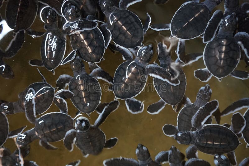 A group of small turtles. stock photo. Image of islands - 283364412