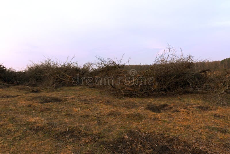 A Group of Small Uprooted Trees in a Field on a Cloudy Evening Stock ...