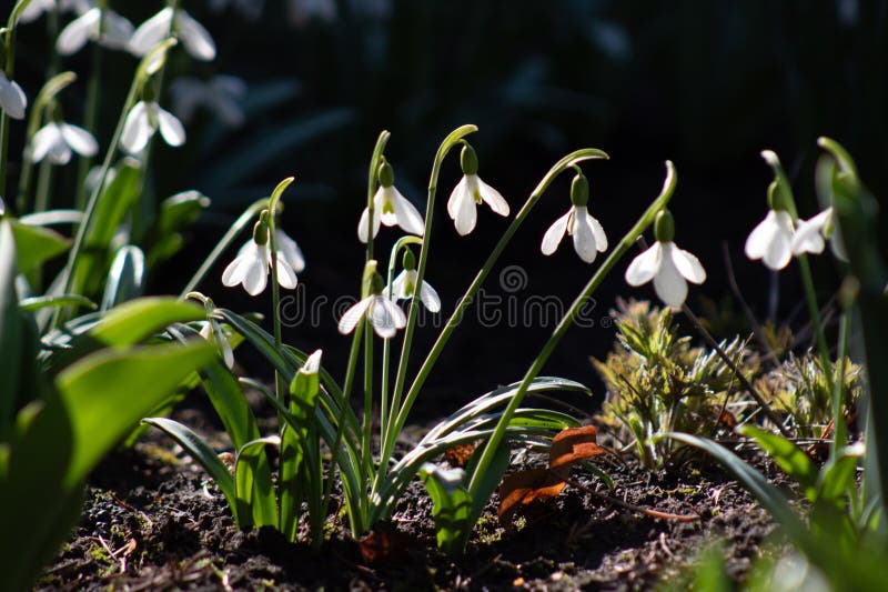 A Group of Small White Flowers Growing Out of the Ground Stock Photo ...