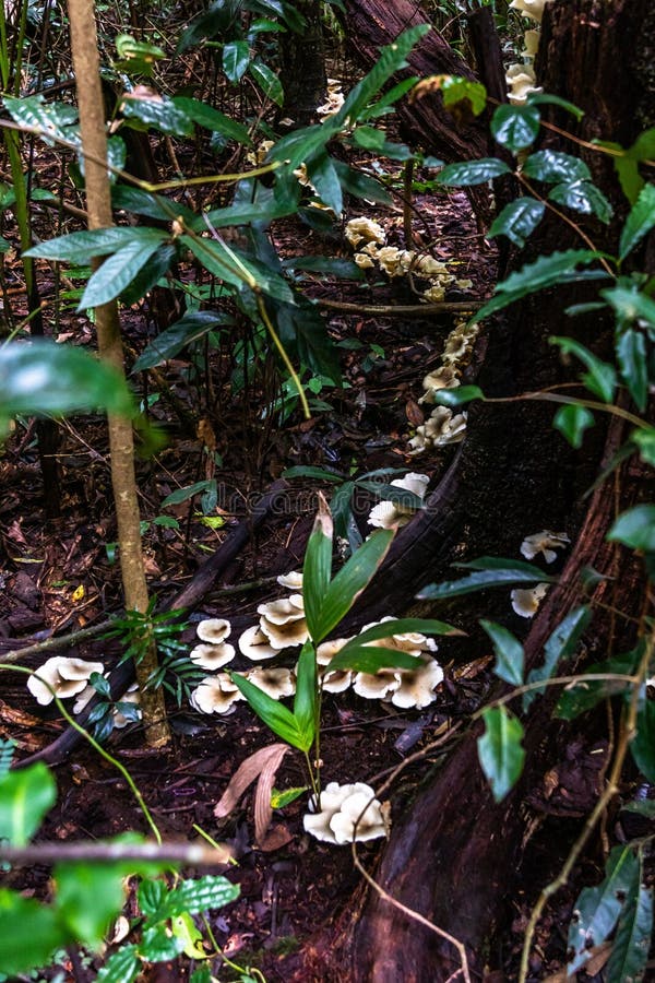 Group of Small White Mushrooms Growing Near Tree Roots in the Woods ...