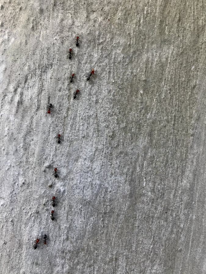 Group of Small Worker Ants Lined Up by the Wall Stock Photo - Image of ...