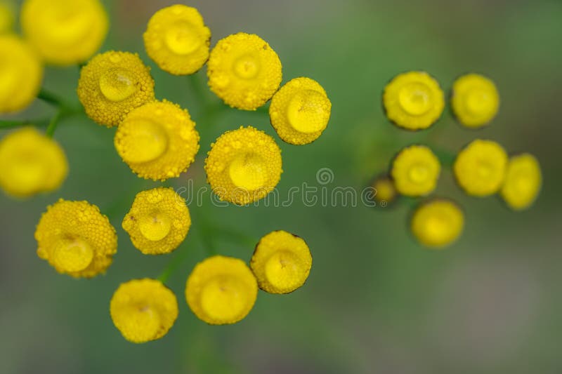 A Group of Small Yellow Flowers Each with a Dew Drop in the Center ...